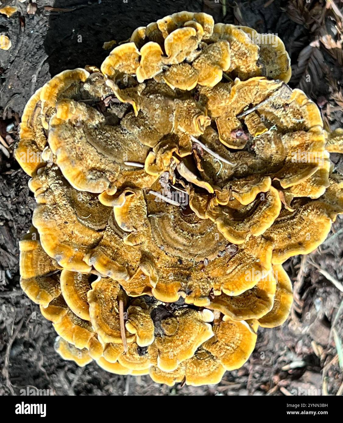 hairy curtain crust (Stereum hirsutum Stock Photo - Alamy