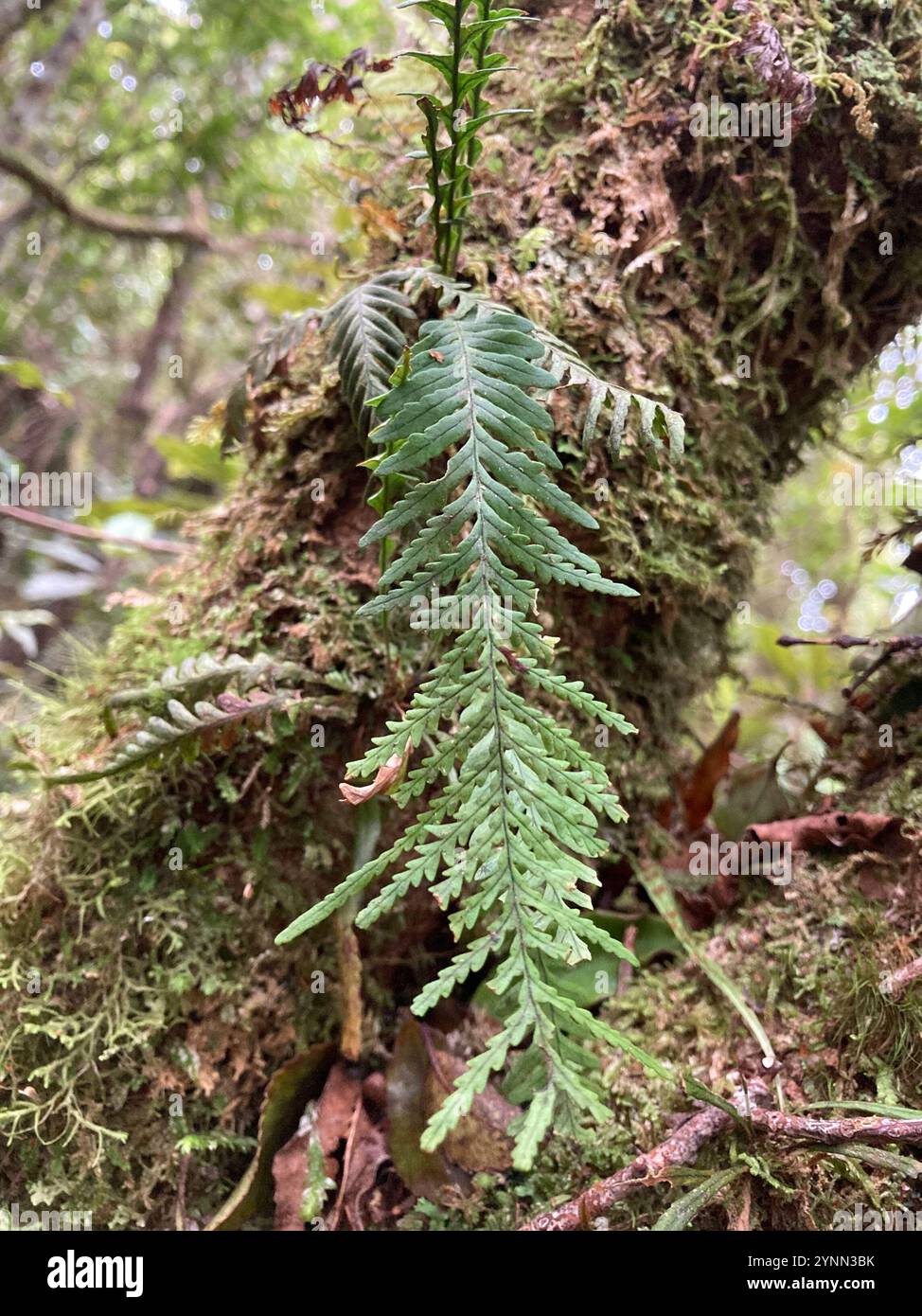 Comb fern (Notogrammitis heterophylla Stock Photo - Alamy