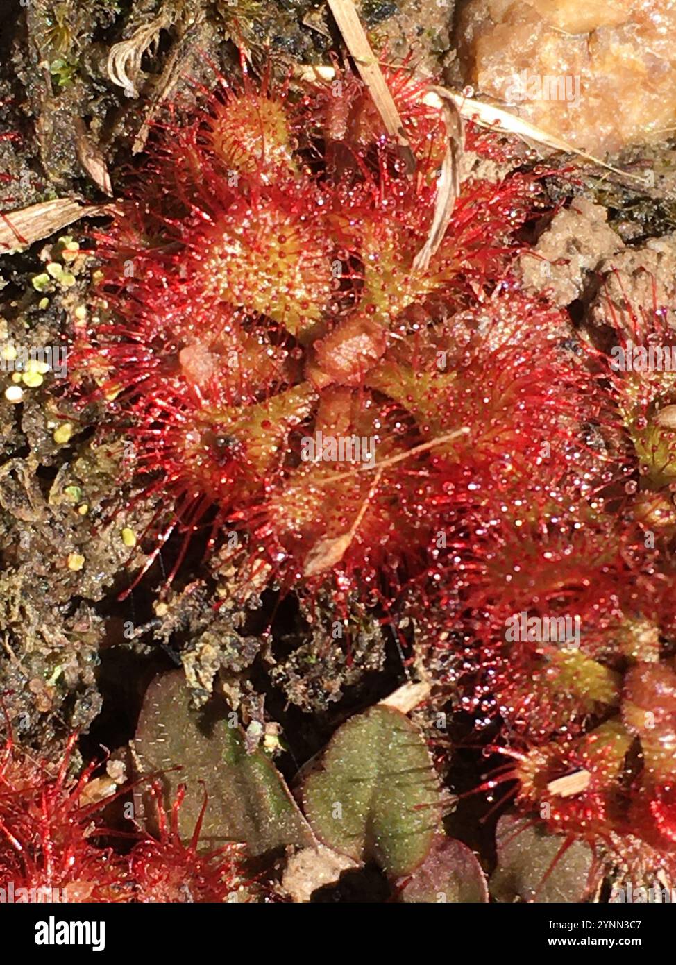 dwarf sundew (Drosera brevifolia Stock Photo - Alamy