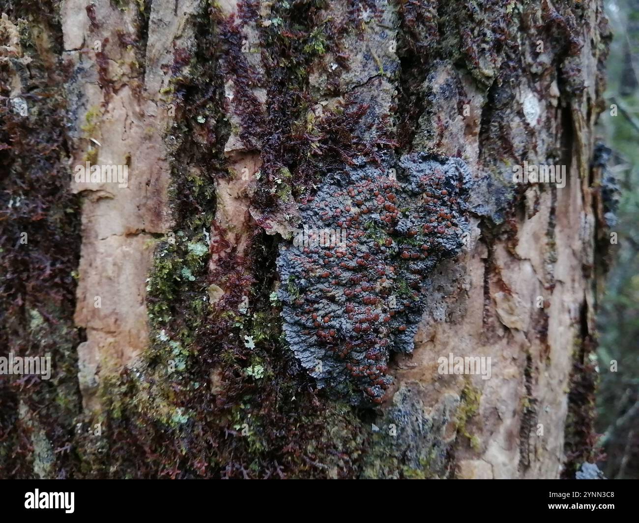 Blue Felt Lichen (Pectenia plumbea Stock Photo - Alamy