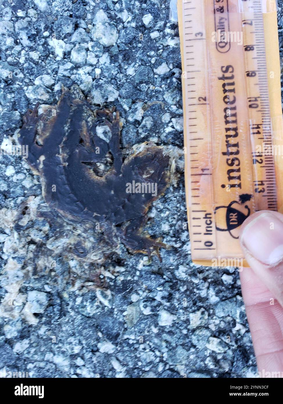 Pacific Newts (Taricha Stock Photo - Alamy