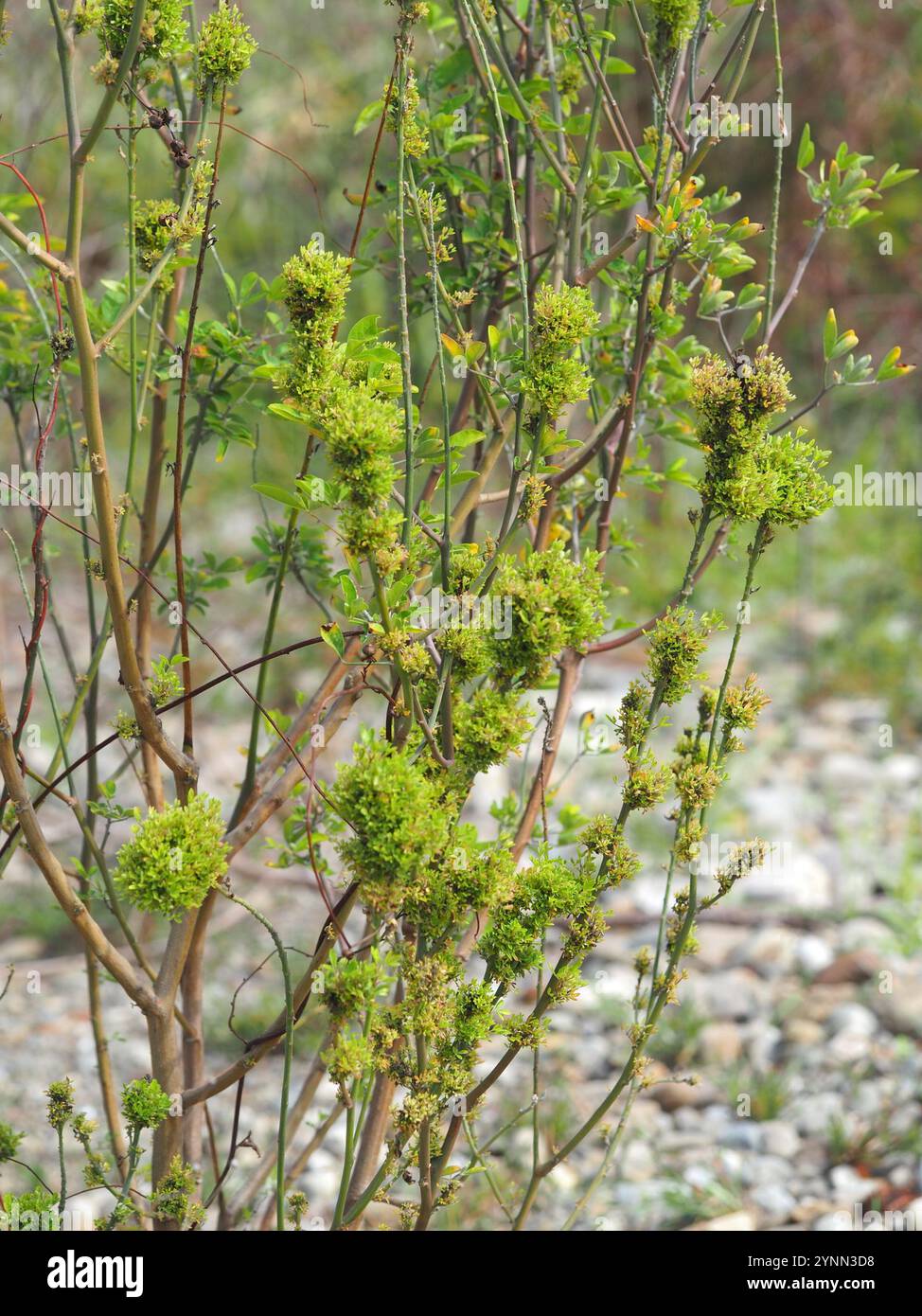 Crotalaria pallida hi-res stock photography and images - Alamy