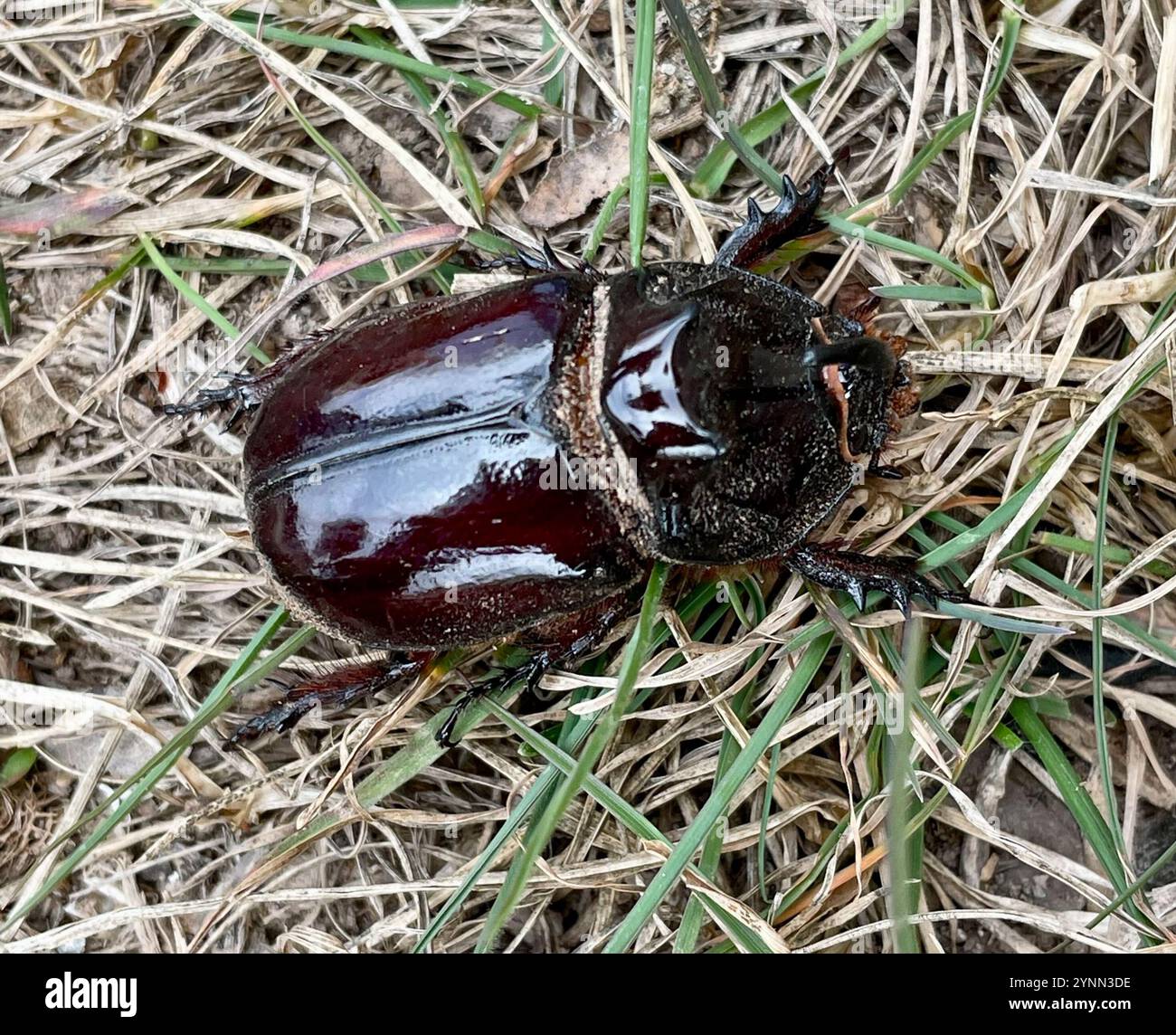 Iberian rhinoceros beetle (Oryctes nasicornis grypus Stock Photo - Alamy