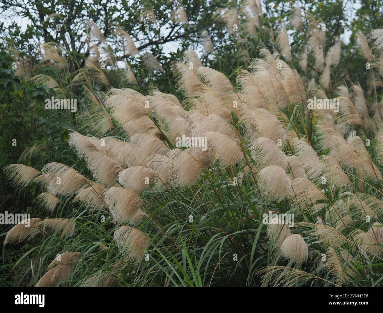 Chinese silver grass (Miscanthus sinensis Stock Photo - Alamy