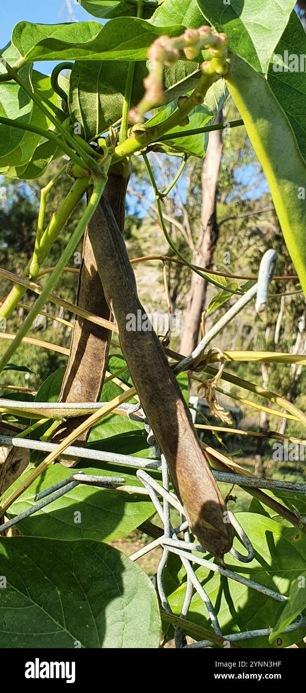 Wild Jack Bean (Canavalia papuana Stock Photo - Alamy
