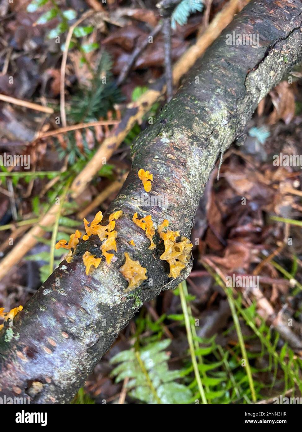 Higher basidiomycetes hi-res stock photography and images - Alamy
