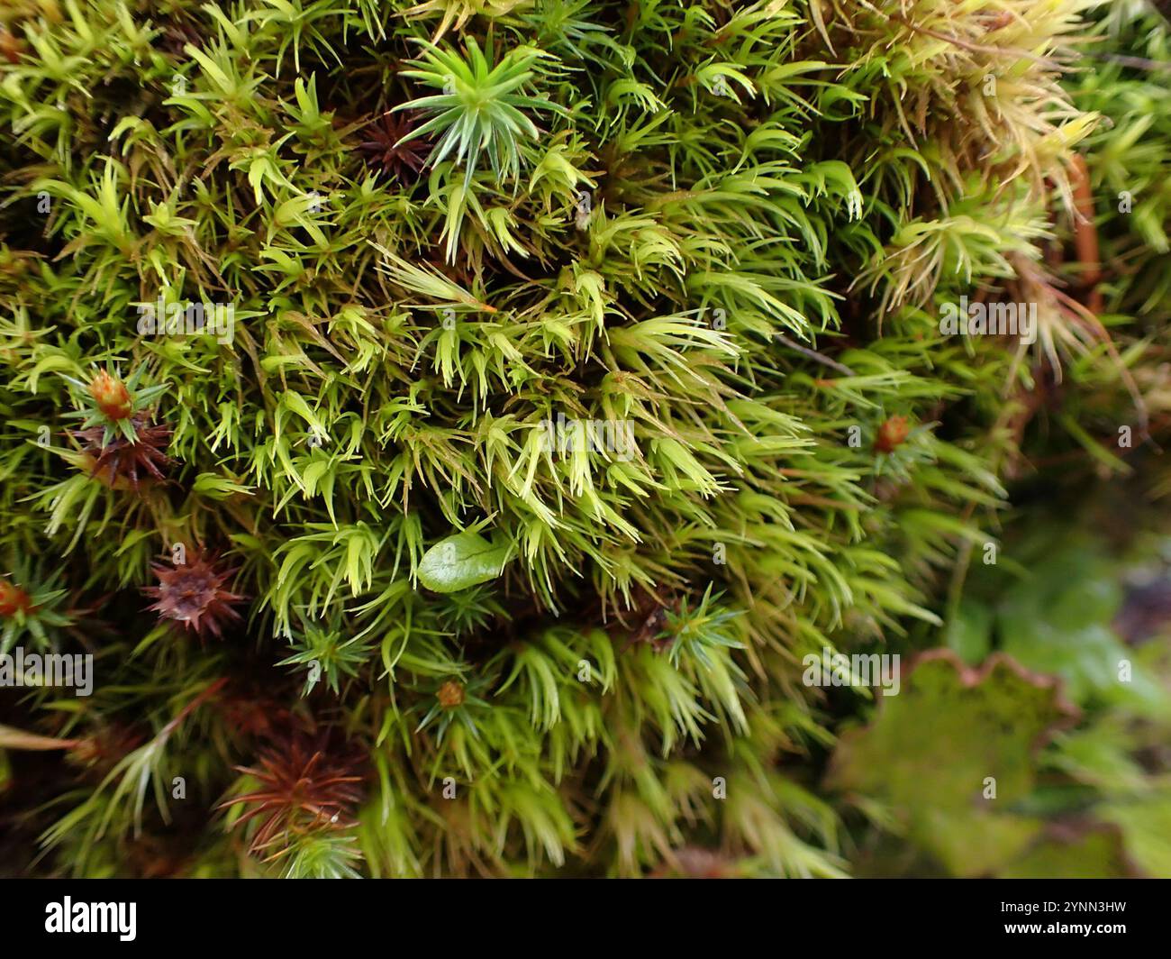 Howell's Dicranum Moss (Dicranum howellii Stock Photo - Alamy