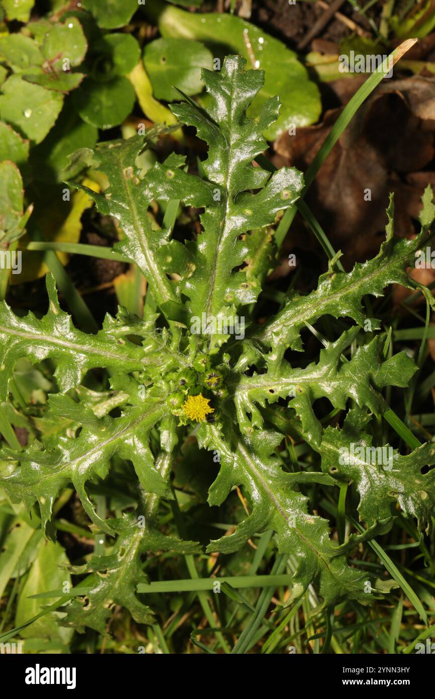 common groundsel (Senecio vulgaris Stock Photo - Alamy