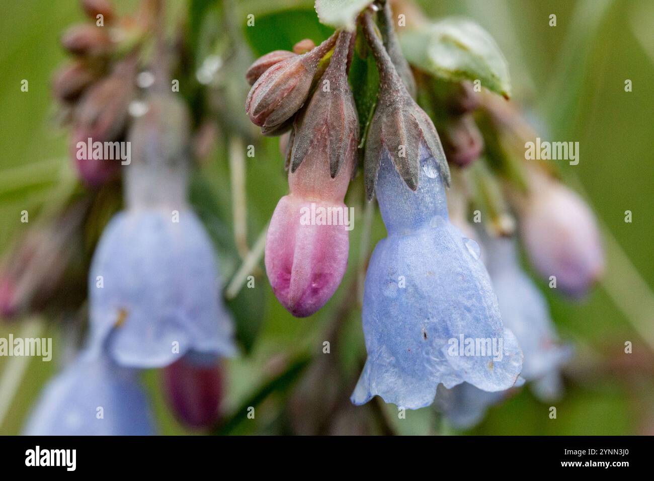 Prairie Bluebells (Mertensia lanceolata Stock Photo - Alamy