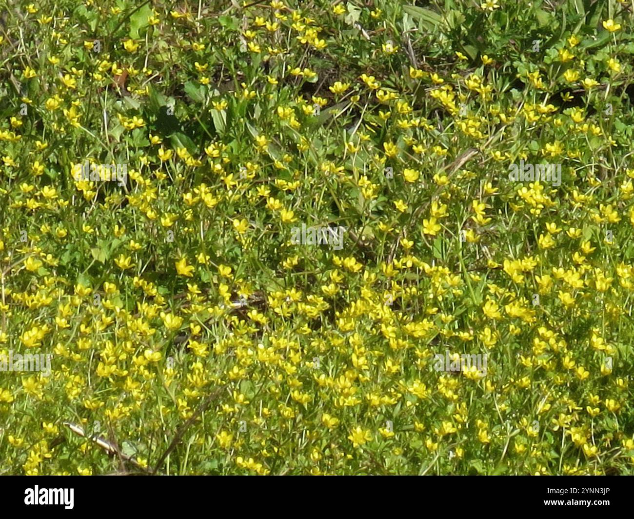buttercup family (Ranunculaceae Stock Photo - Alamy