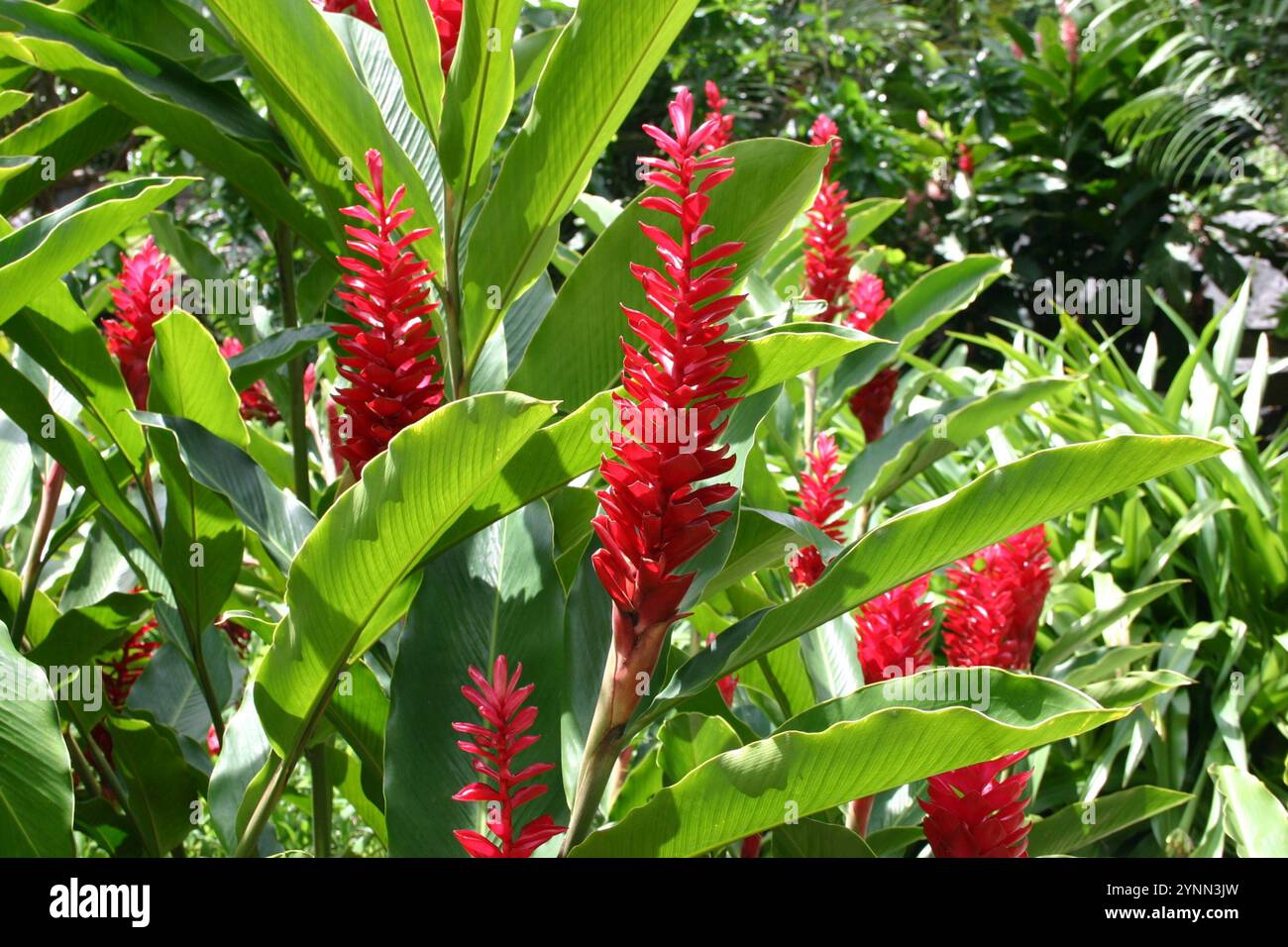 Red Ginger (Alpinia purpurata Stock Photo - Alamy