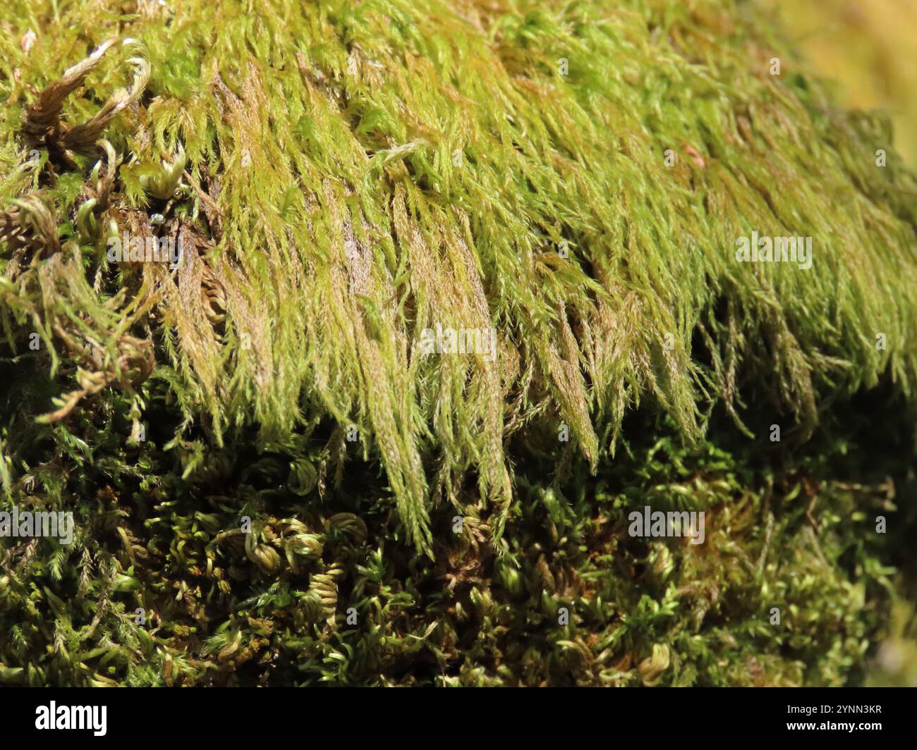 Mouse-tail Moss (Pseudisothecium myosuroides Stock Photo - Alamy