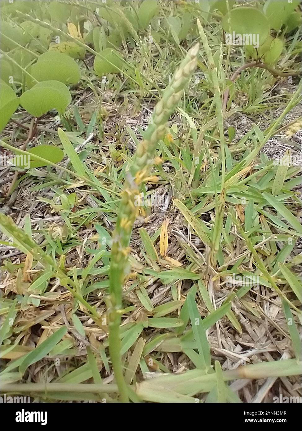 Saint Augustine grass (Stenotaphrum secundatum Stock Photo - Alamy