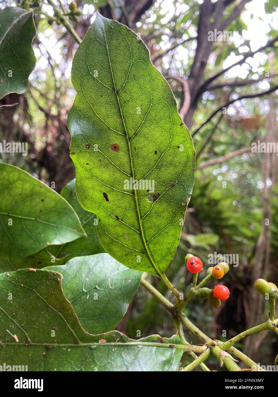 Kanono (Coprosma grandifolia Stock Photo - Alamy