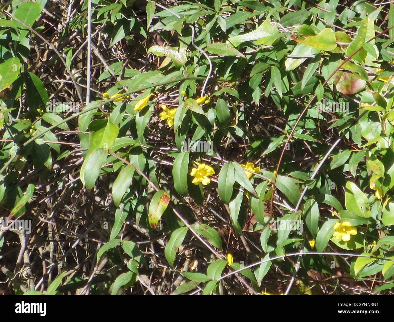 yellow jessamine (Gelsemium sempervirens Stock Photo - Alamy