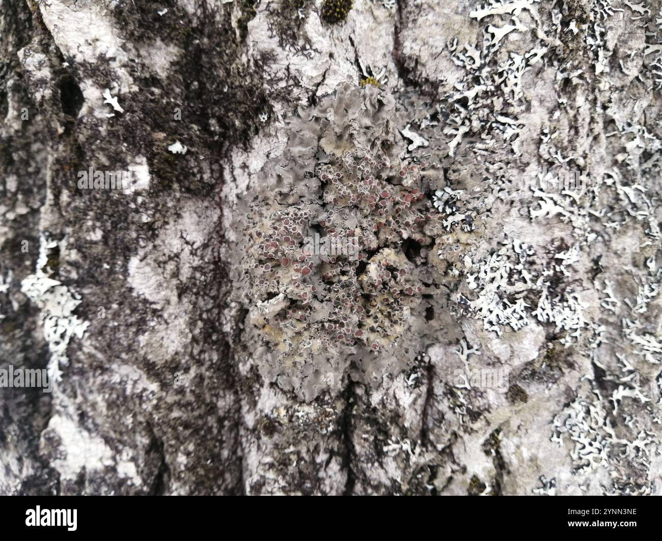 Wrinkled Shingle Lichen (Pannaria lurida Stock Photo - Alamy