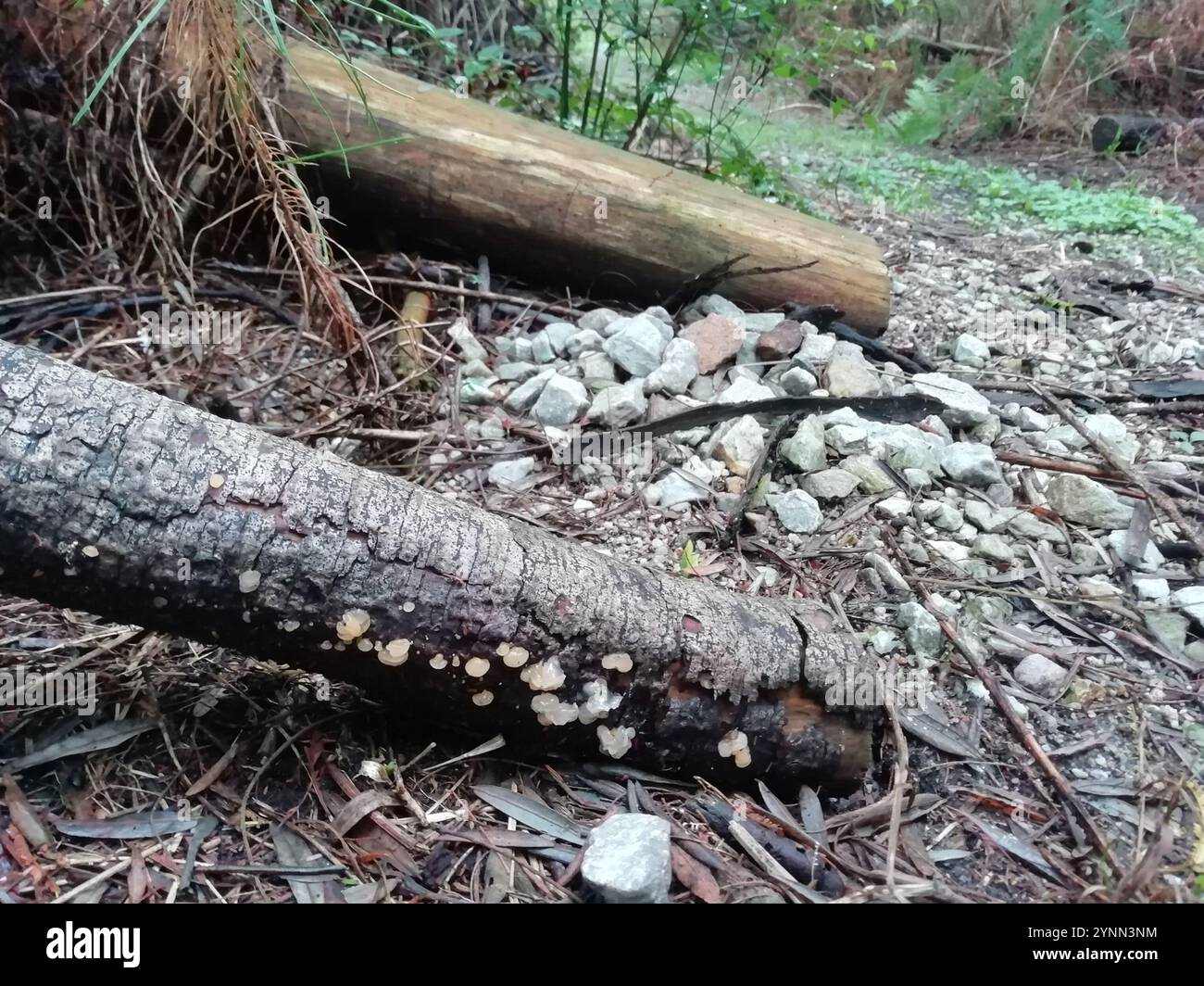 witch's butter (Tremella mesenterica Stock Photo - Alamy