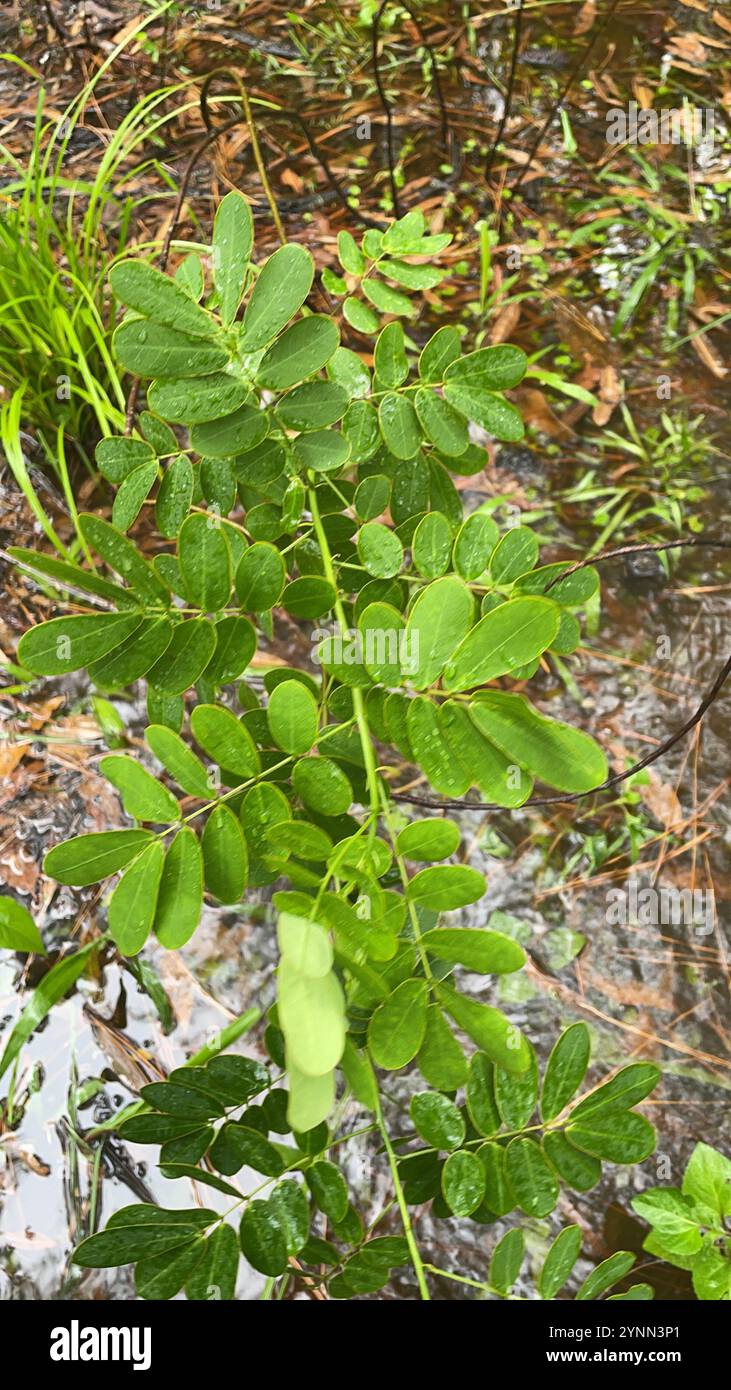 Easter Cassia (Senna pendula glabrata Stock Photo - Alamy