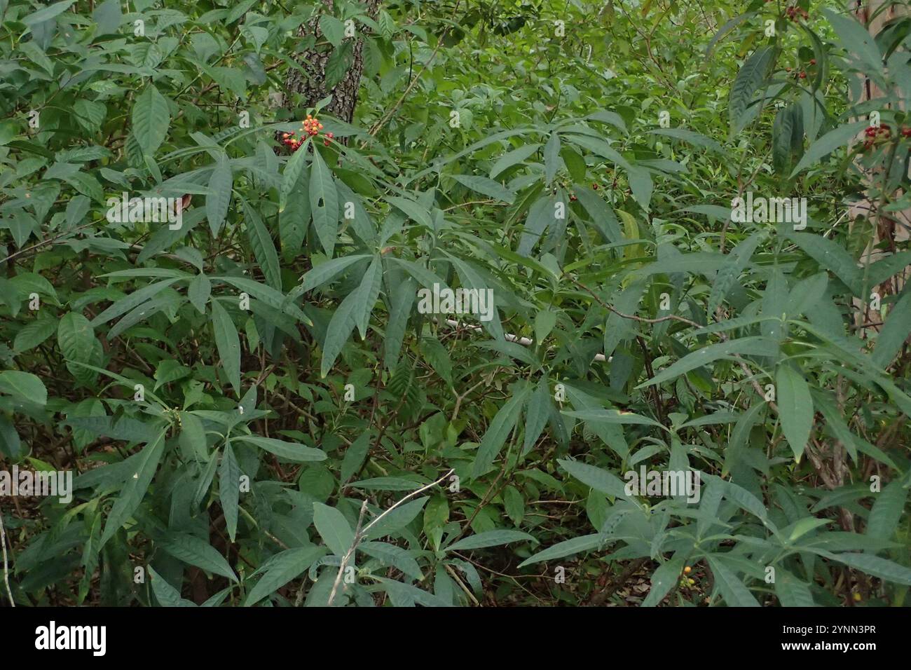 velvet-leafed wild coffee (Psychotria tenuifolia Stock Photo - Alamy