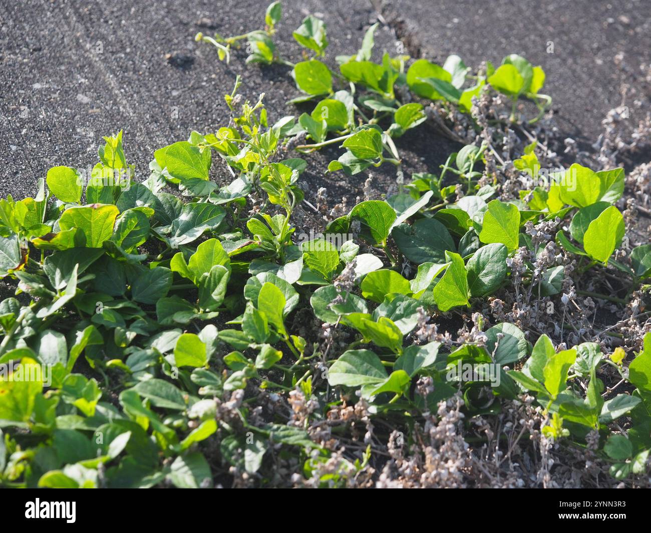 beach pea (Vigna marina Stock Photo - Alamy