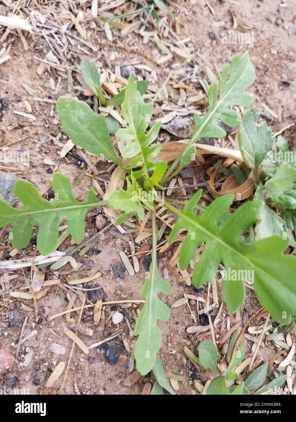Sisymbrium irio hi-res stock photography and images - Alamy