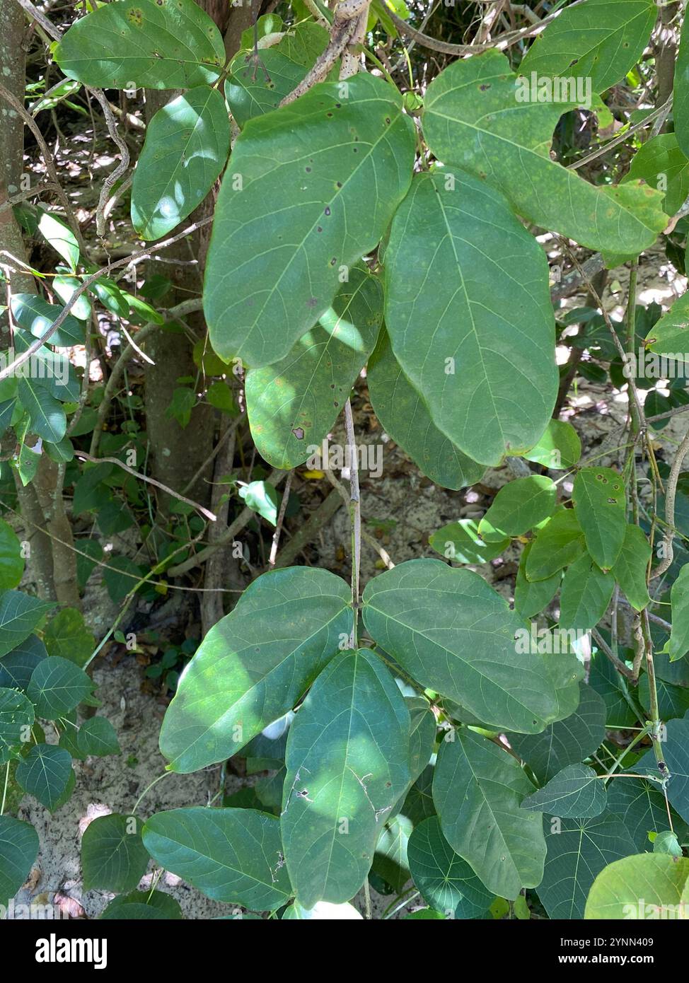 Burny Bean (Mucuna gigantea Stock Photo - Alamy