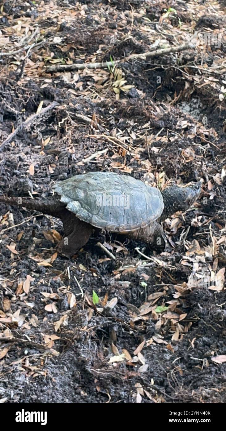 Common Snapping Turtle (Chelydra serpentina Stock Photo - Alamy