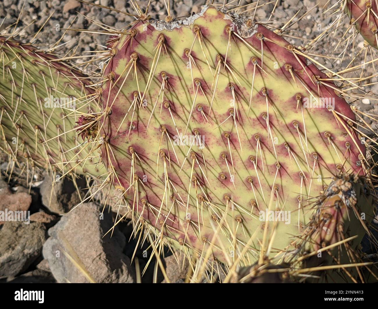 comondu cactus (Opuntia comonduensis Stock Photo - Alamy