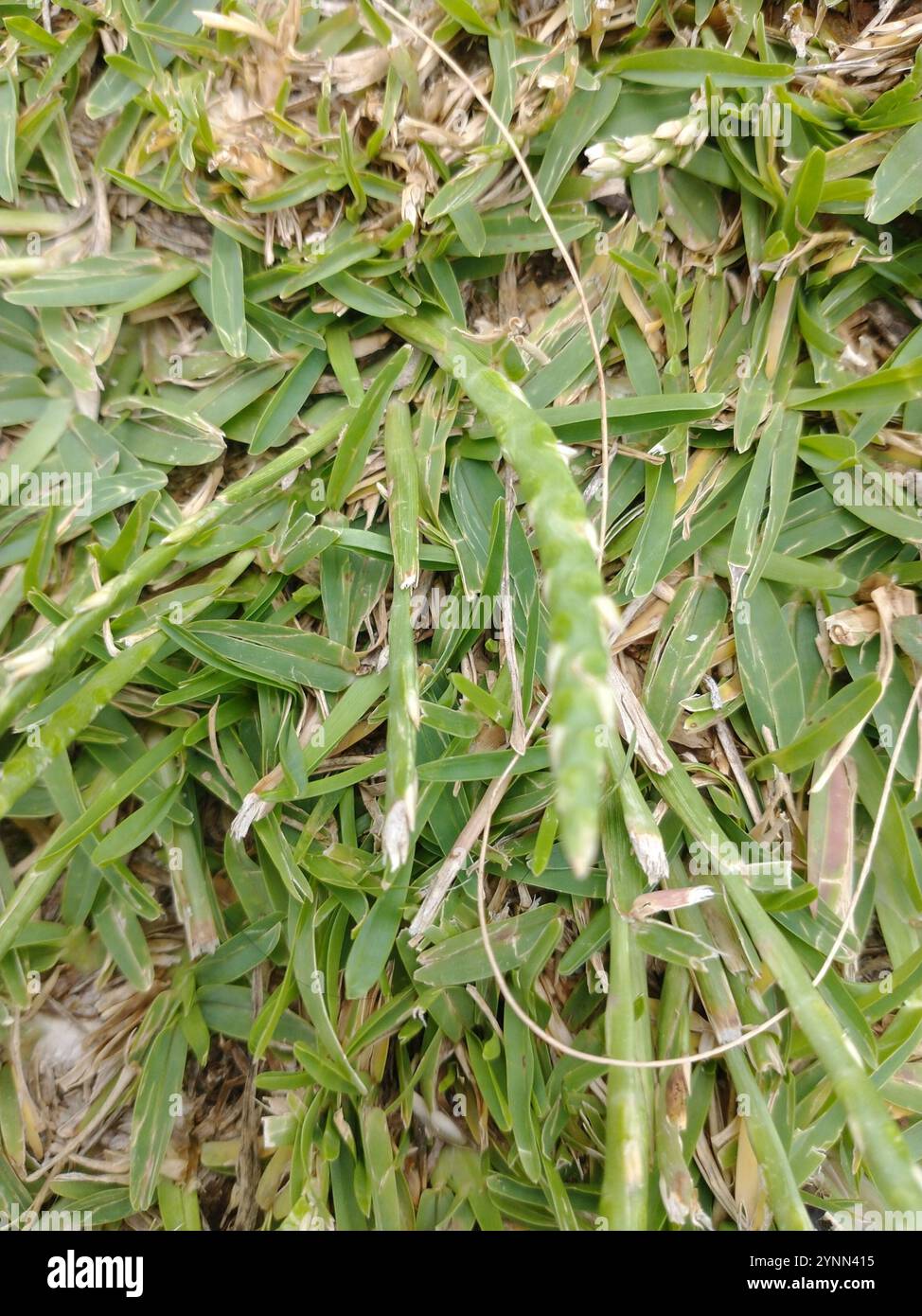 Stenotaphrum hi-res stock photography and images - Alamy