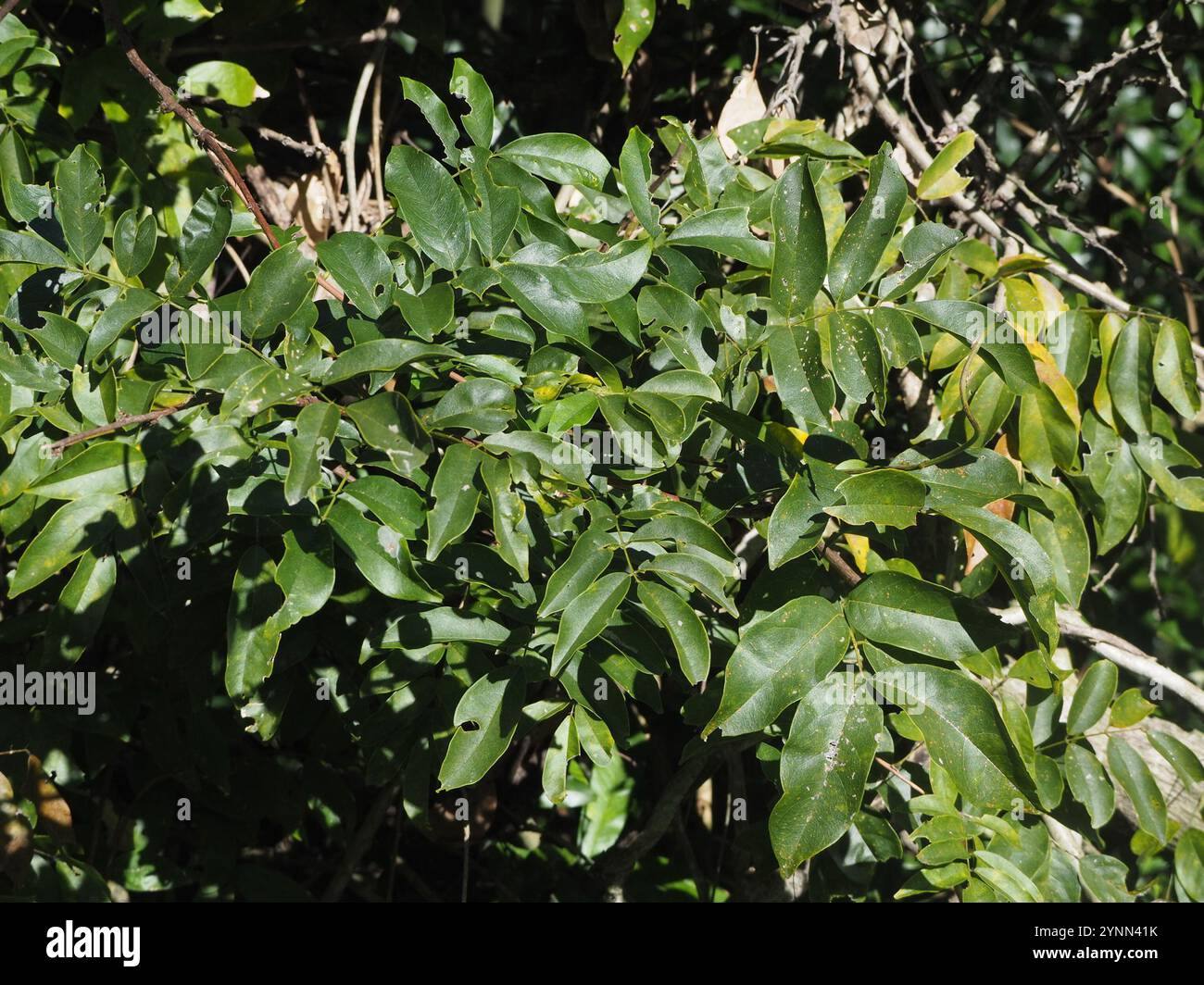 Evergreen Wisteria (Wisteriopsis reticulata Stock Photo - Alamy