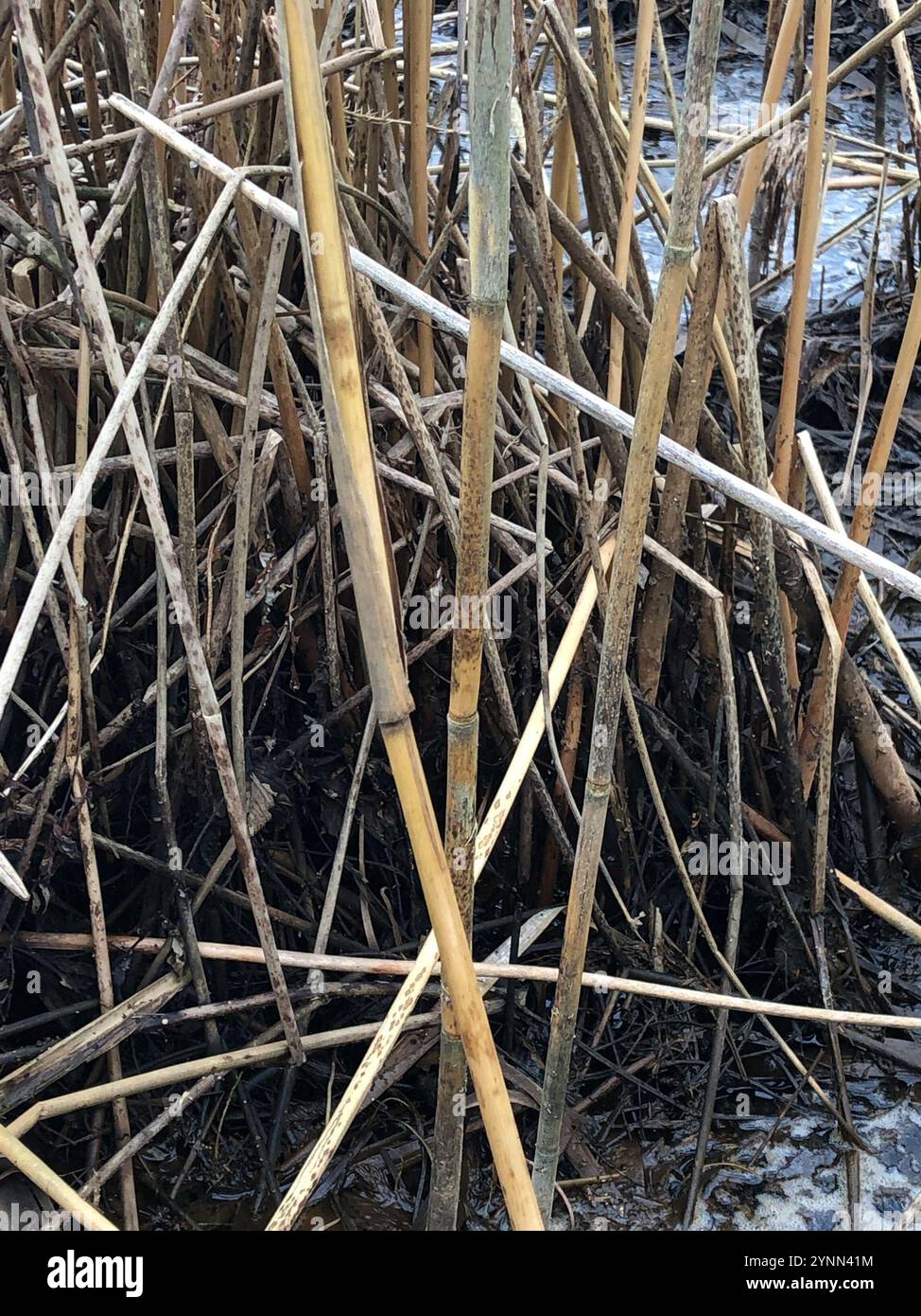 European reed (Phragmites australis australis Stock Photo - Alamy