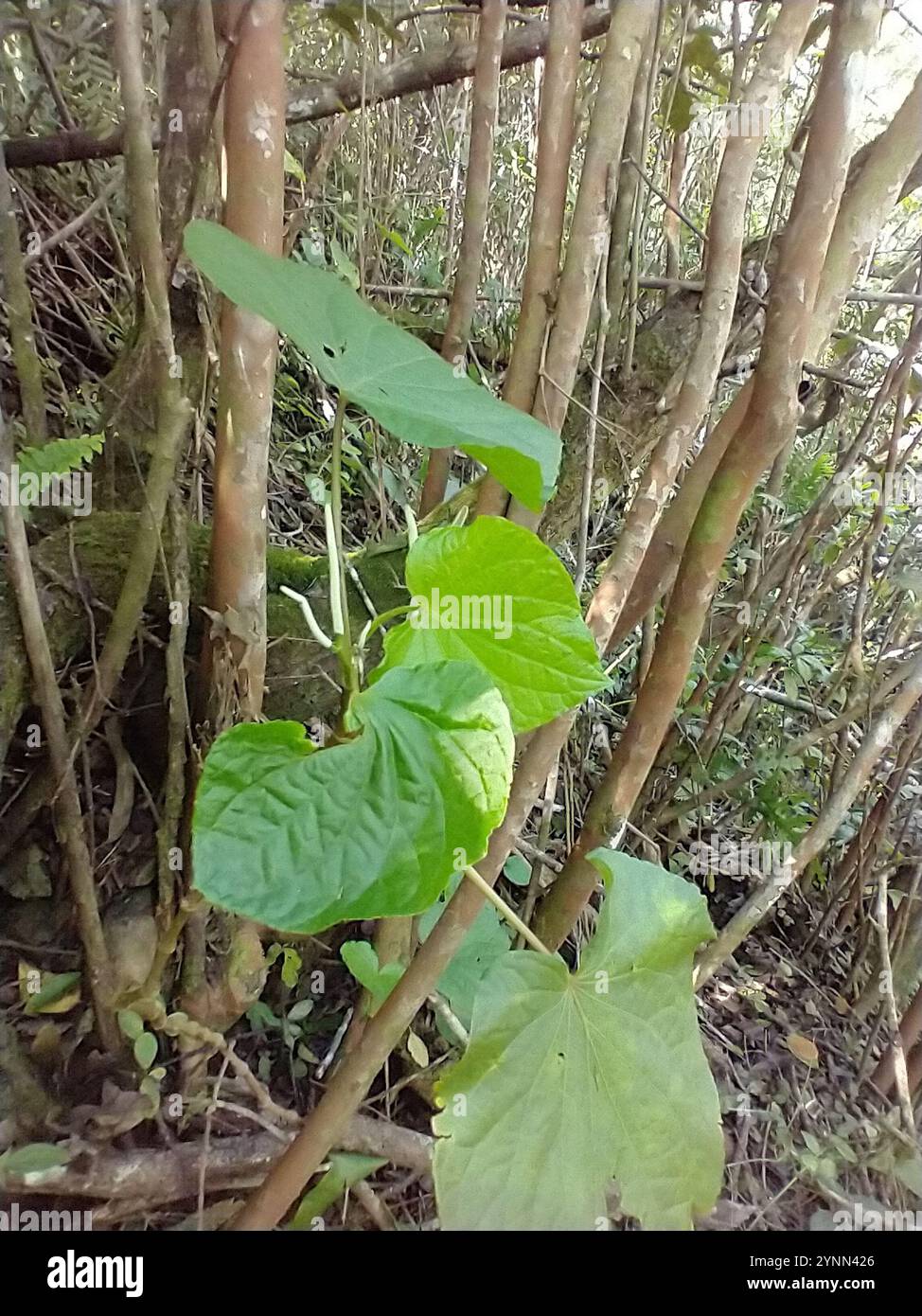 pariparoba (Piper umbellatum Stock Photo - Alamy