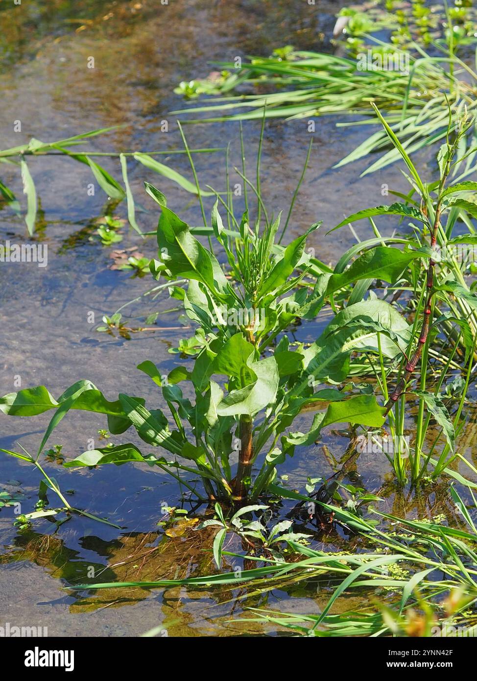 Japanese Dock (Rumex japonicus Stock Photo - Alamy