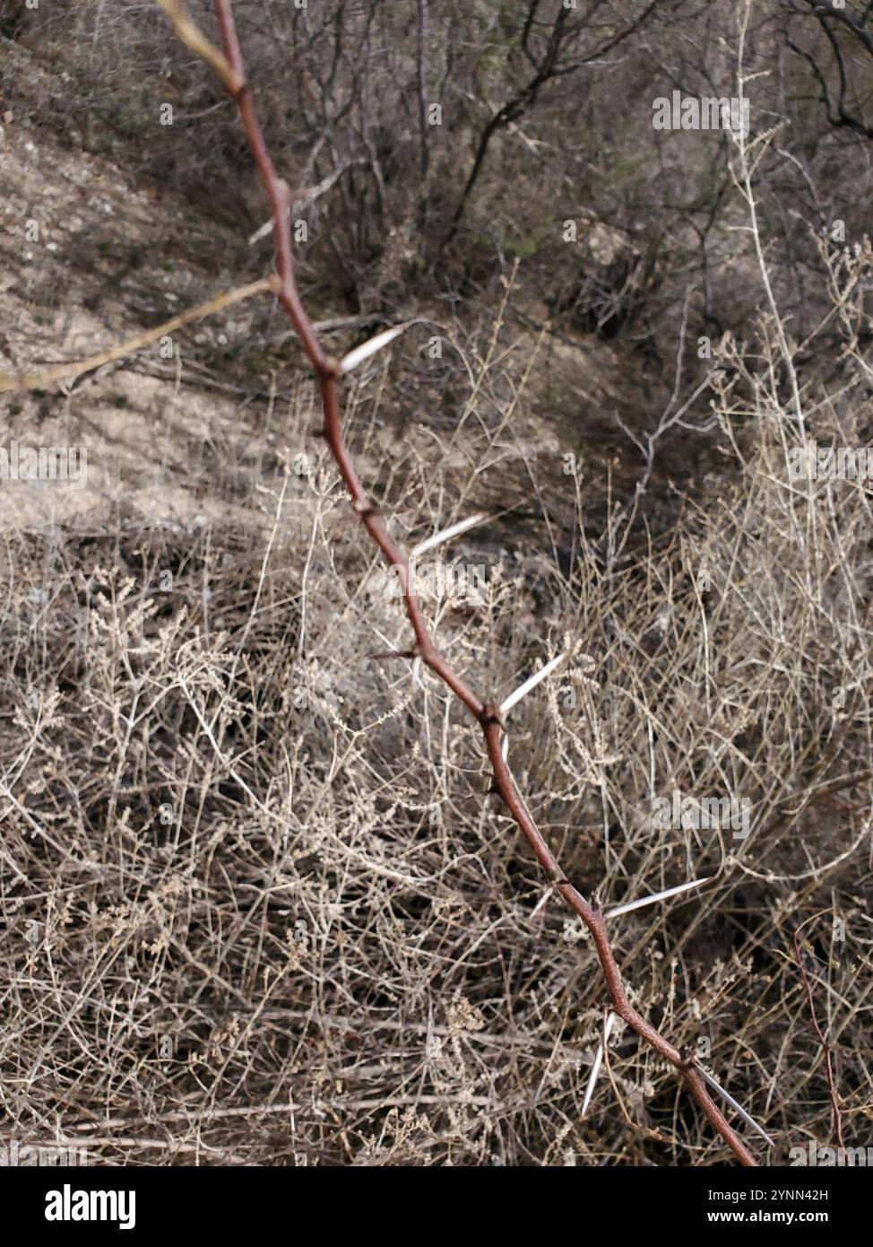 Vachellia constricta hi-res stock photography and images - Alamy