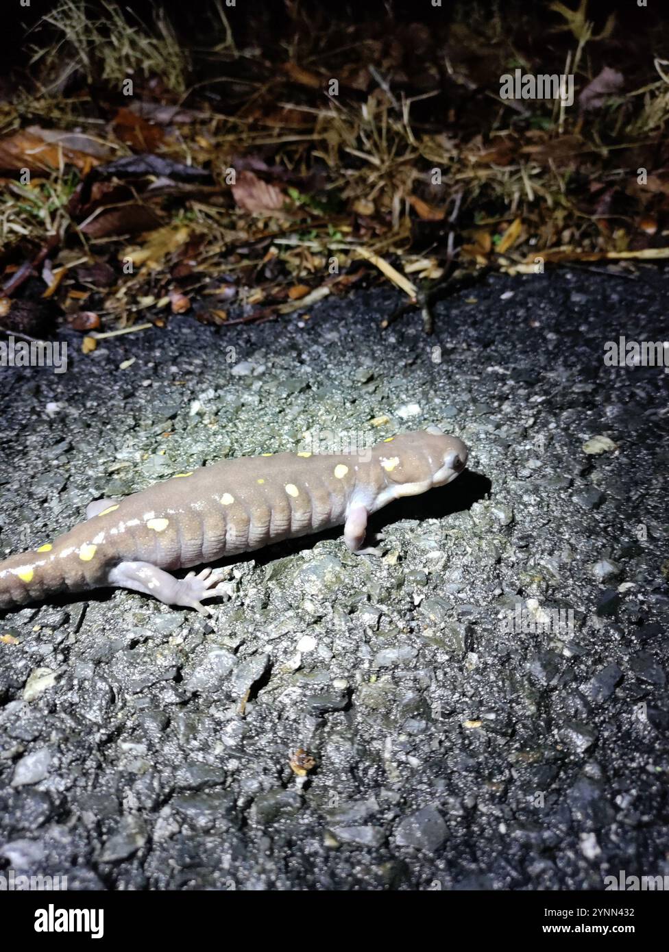 Spotted Salamander (Ambystoma maculatum Stock Photo - Alamy