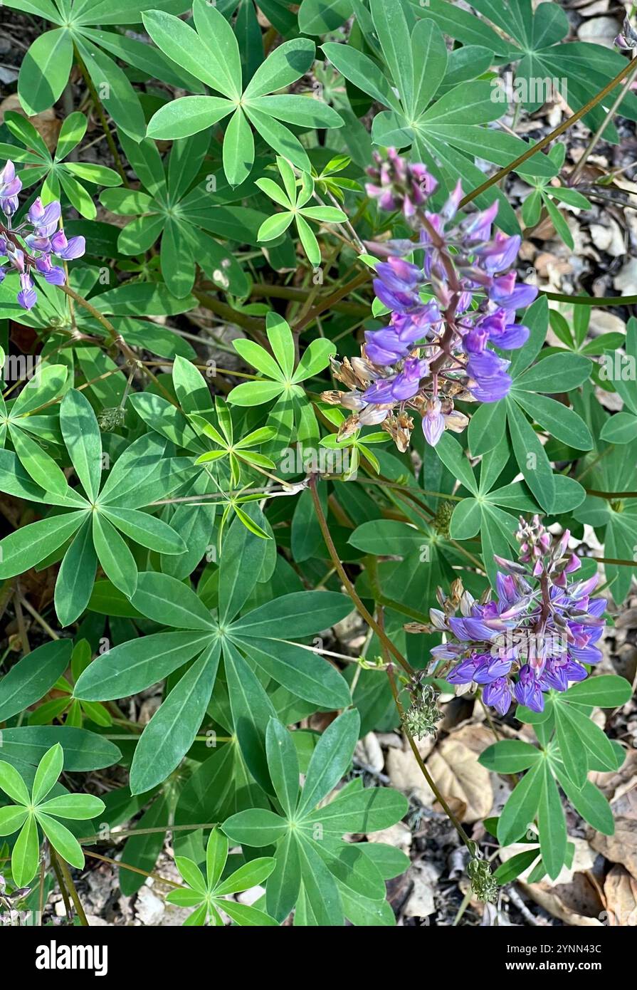 Broadleaf Lupine (Lupinus latifolius Stock Photo - Alamy