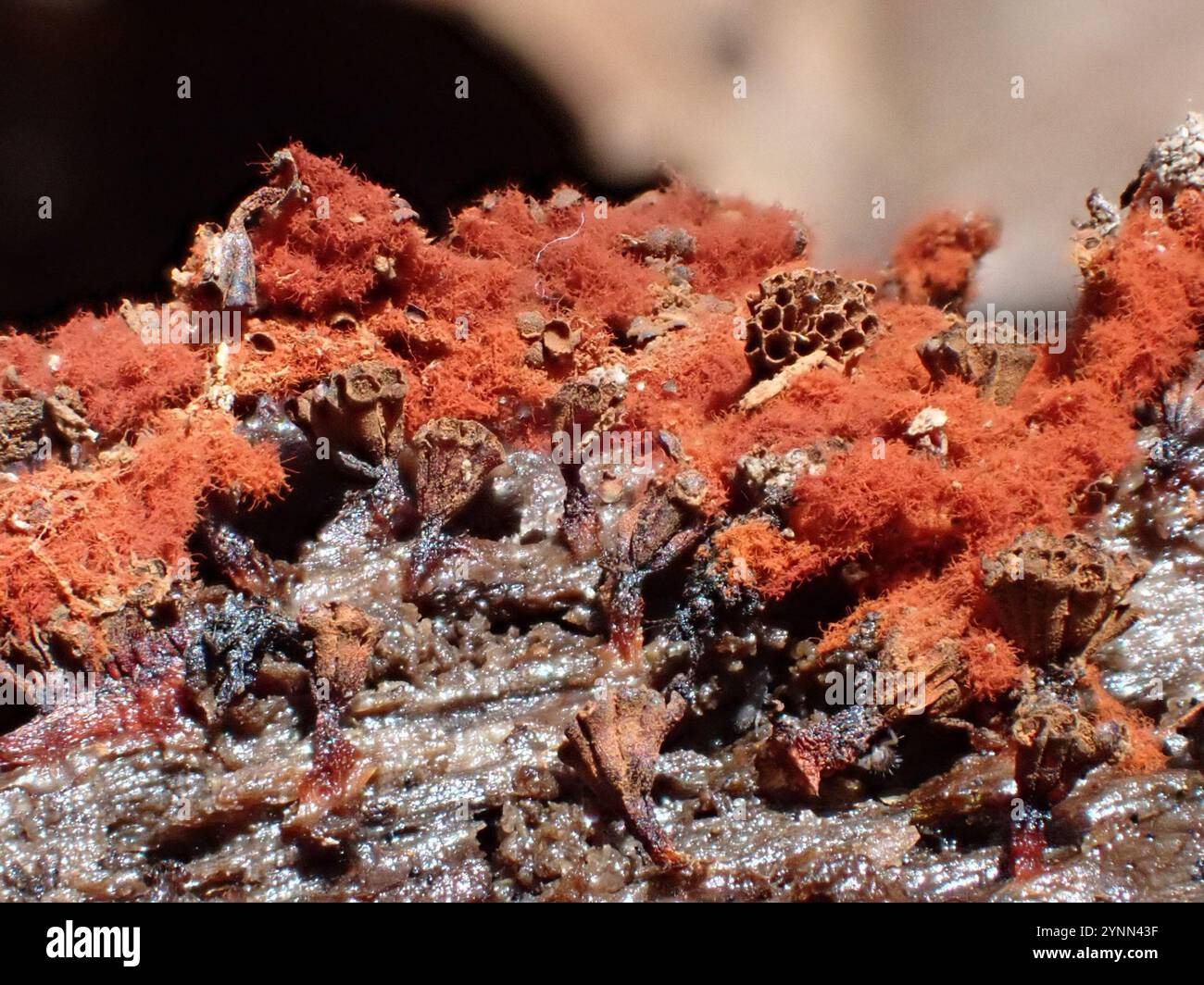Wasp's Nest Slime Mold (Metatrichia vesparia Stock Photo - Alamy