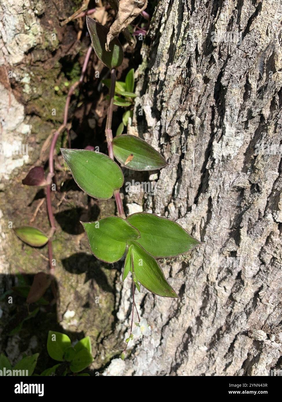 Turtle Vine (Callisia repens Stock Photo - Alamy