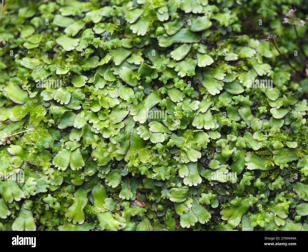 Hemisphaeric Liverwort (Reboulia hemisphaerica Stock Photo - Alamy