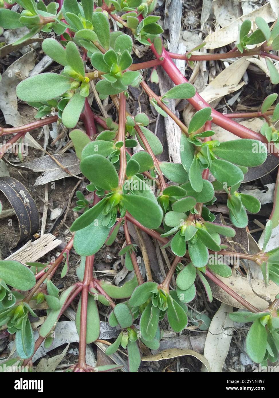 Common Purslane (Portulaca oleracea Stock Photo - Alamy