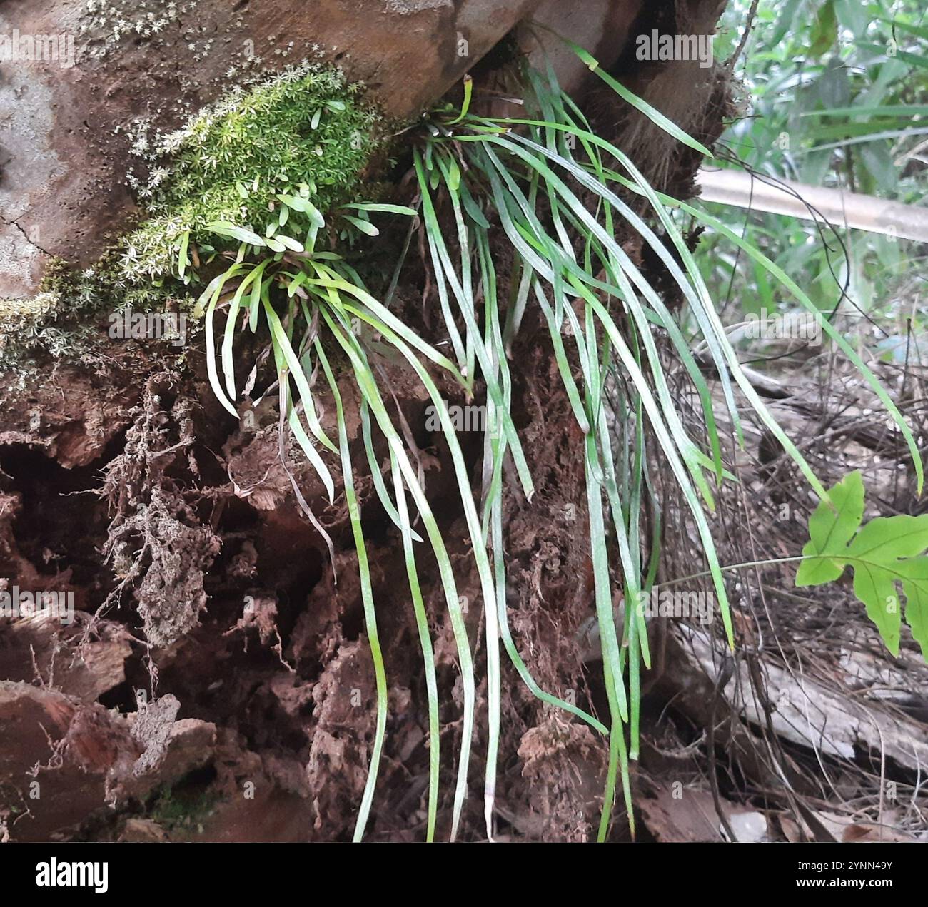 Shoestring Fern (Vittaria lineata Stock Photo - Alamy