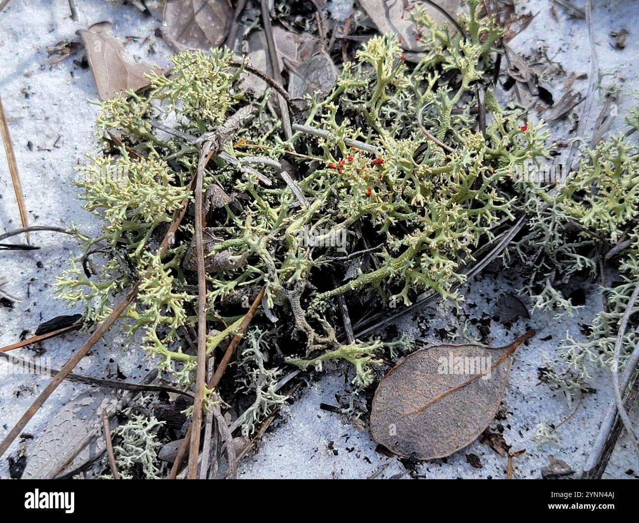 Jester Lichen (Cladonia leporina Stock Photo - Alamy