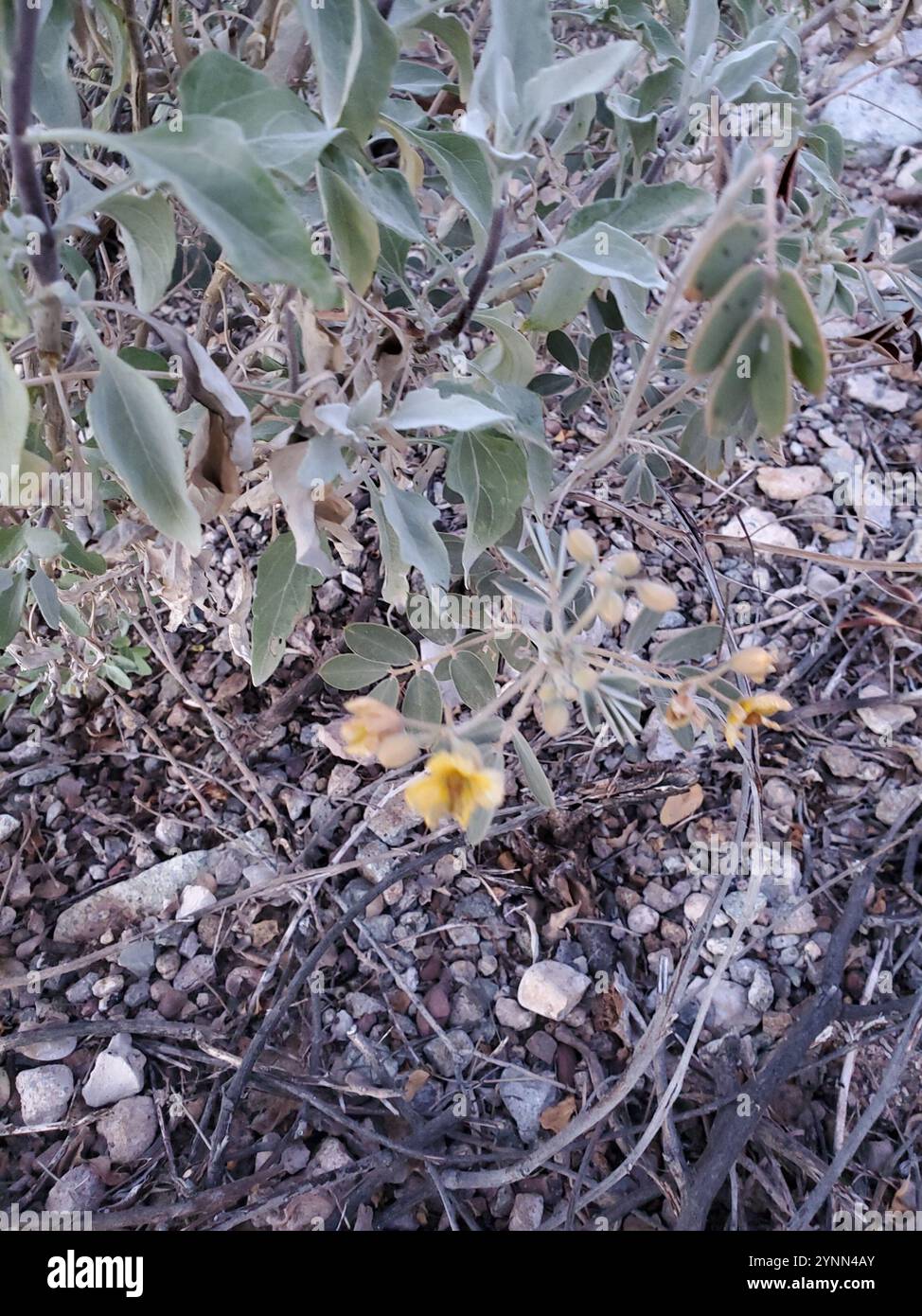 Coues' senna (Senna covesii Stock Photo - Alamy