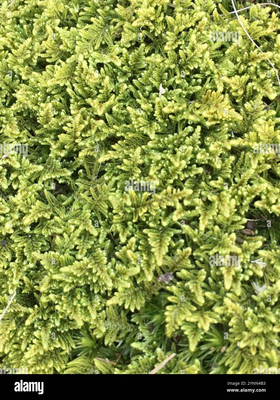 Brocade moss hi-res stock photography and images - Alamy