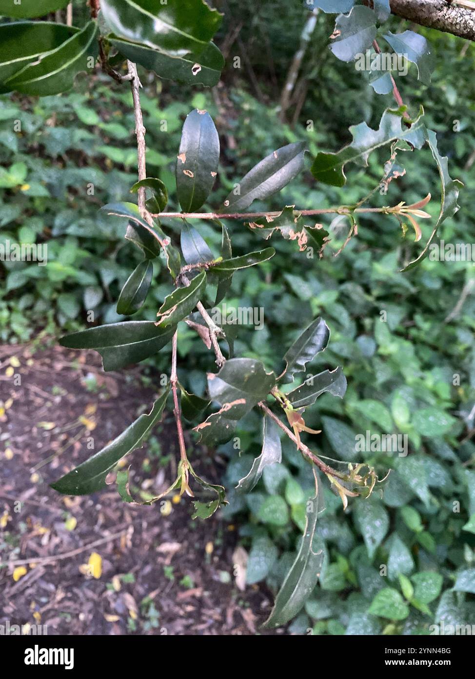 scrub cherry (Syzygium australe Stock Photo - Alamy
