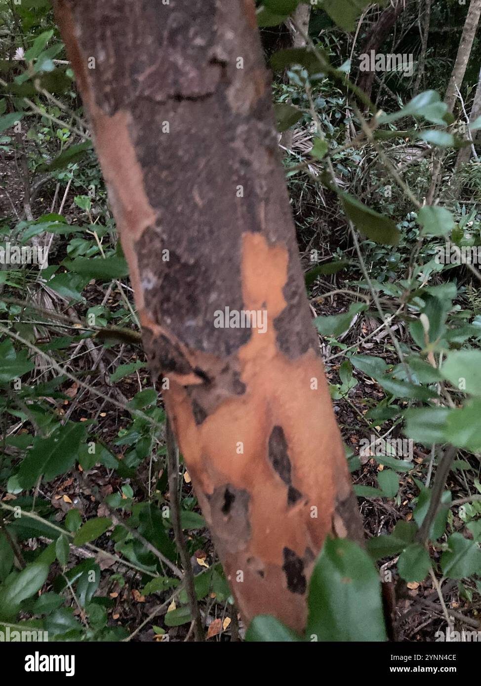 Poisonwood hi-res stock photography and images - Alamy