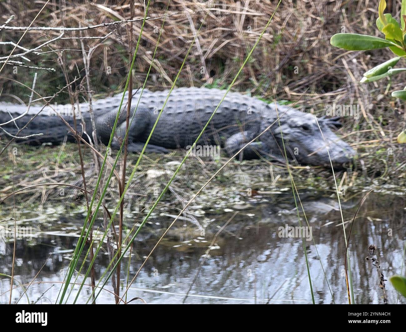 American Alligator (Alligator mississippiensis Stock Photo - Alamy