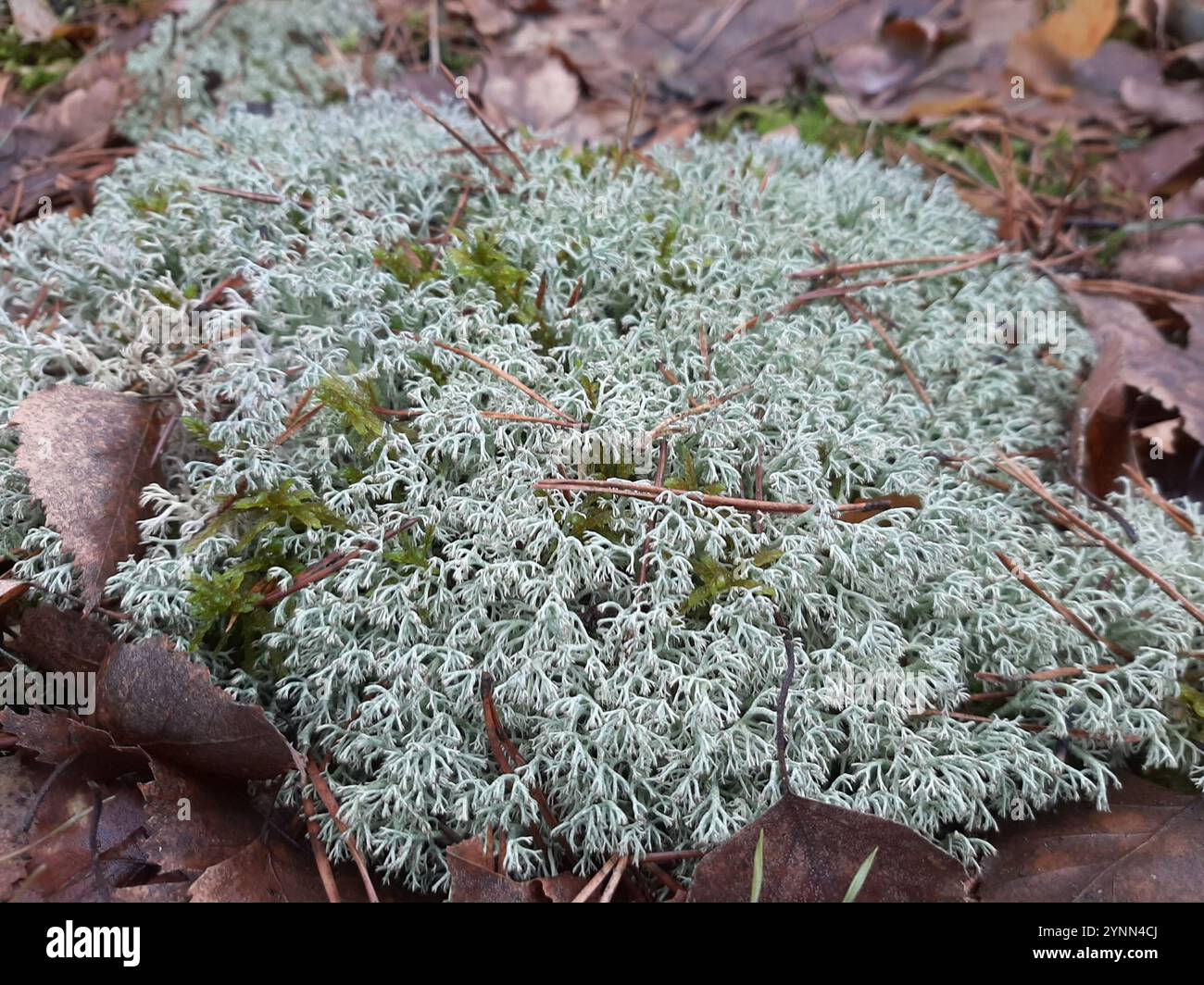 Green Reindeer Lichen (Cladonia arbuscula Stock Photo - Alamy