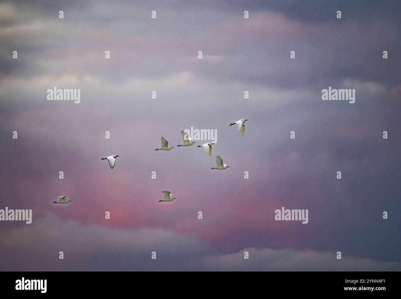 Cattle Egrets in flight Stock Photo - Alamy