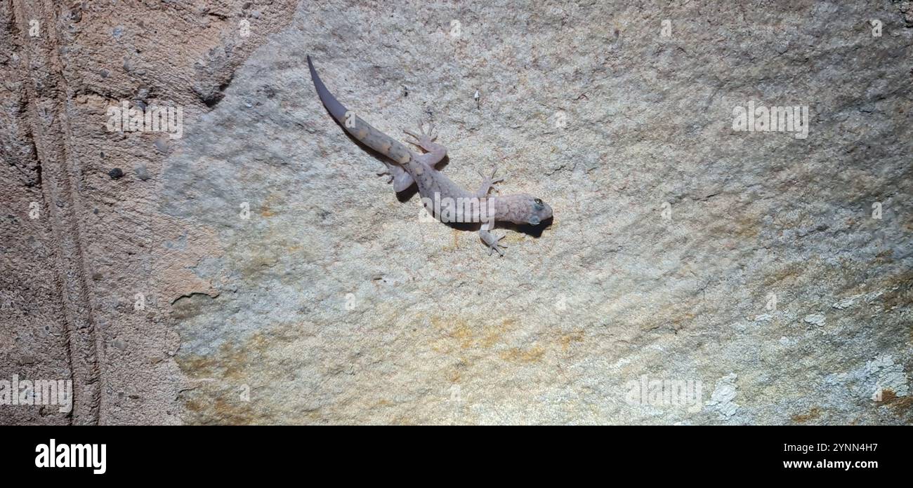 Southern Marbled Gecko (Christinus marmoratus Stock Photo - Alamy